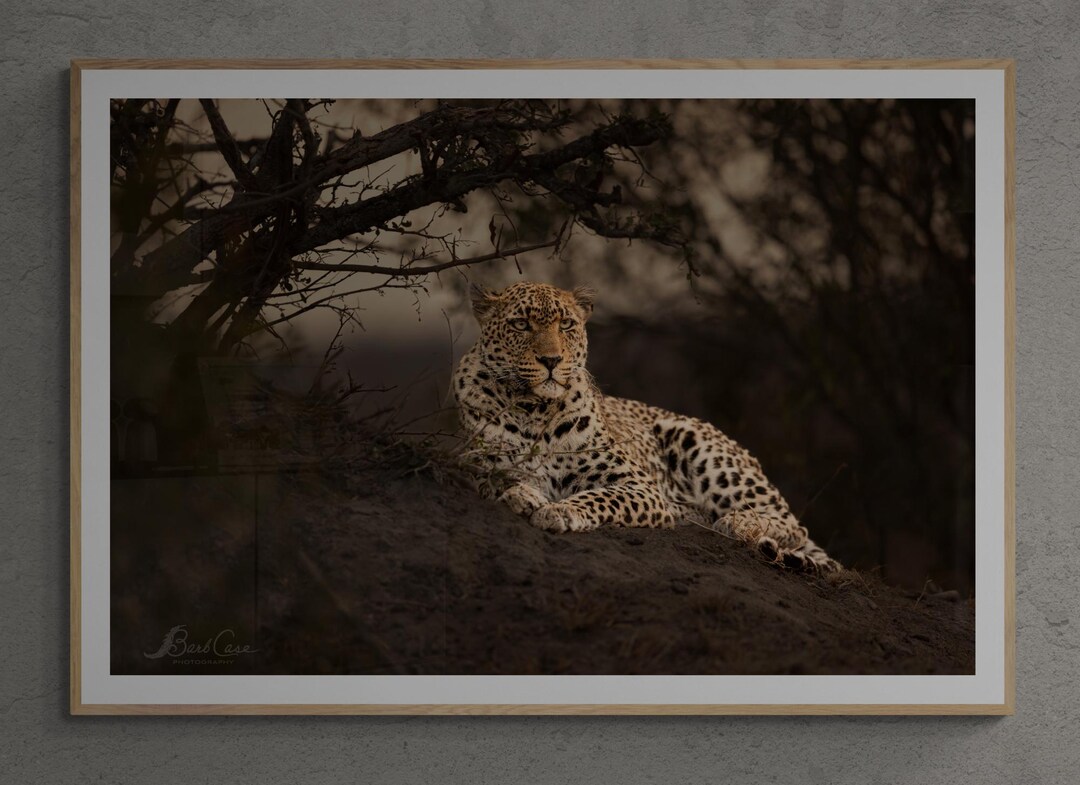 Leopard Portrait in South Africa by Barb Case - Limited Edition - Etsy