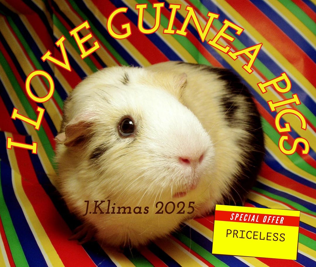 I Love Guinea Pigs - Unique Photography Rainbow Fridge Magnet - Great ...