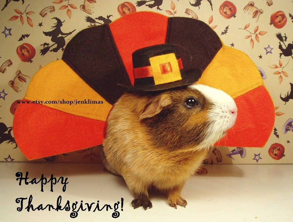 Guinea Pig Thanksgiving