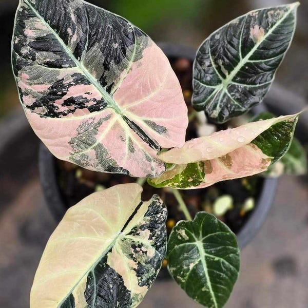 Alocasia Black Velvet - Etsy