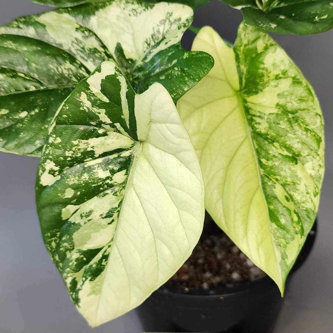 Alocasia Sinuata Variegated Aurea corm Rare - Etsy