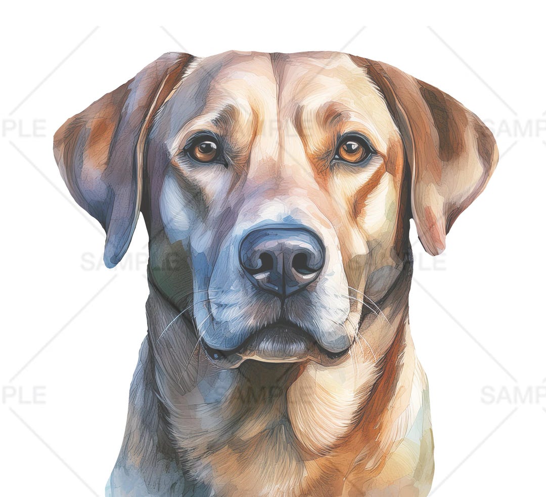Yellow Lab PNG Instant Download 300DPI Watercolor Lab Clipart Dog ...
