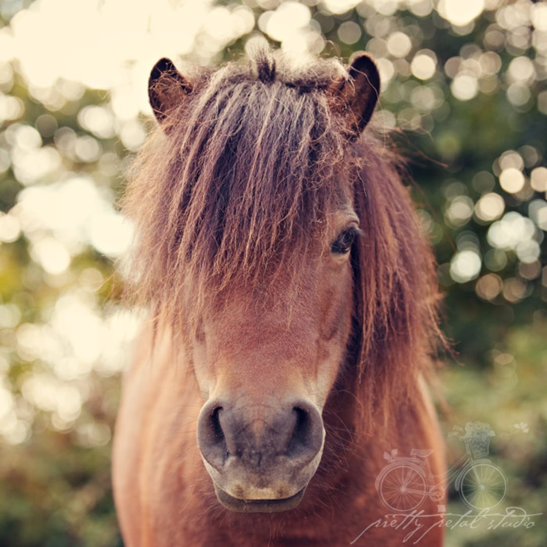 BROWN PONY . Horse Photo Art . Rustic Farmhouse Decor . Horse Wall Art ...