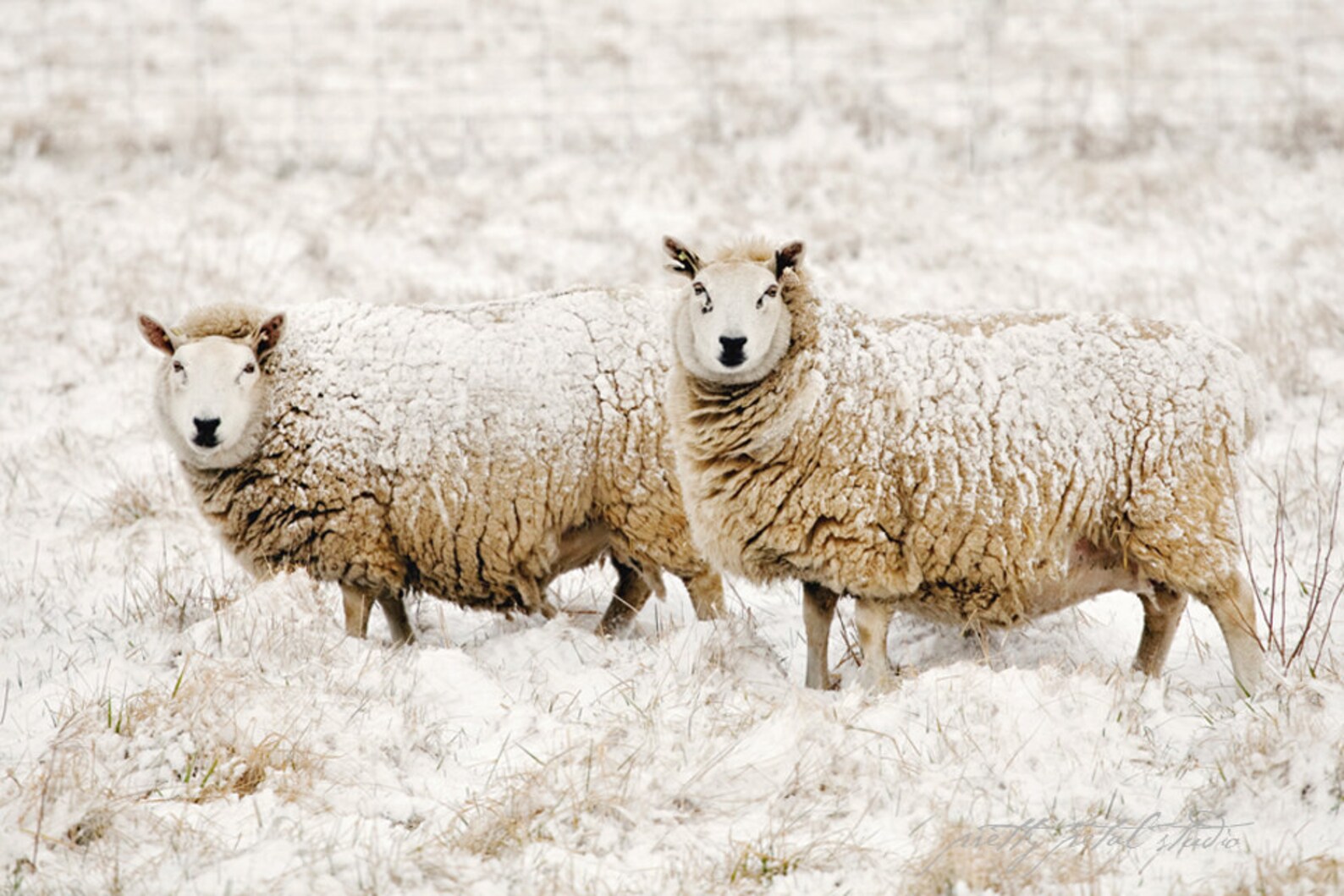 SHEEP in the SNOW . Sheep Wall Art . Winter Landscape Art . Rustic ...
