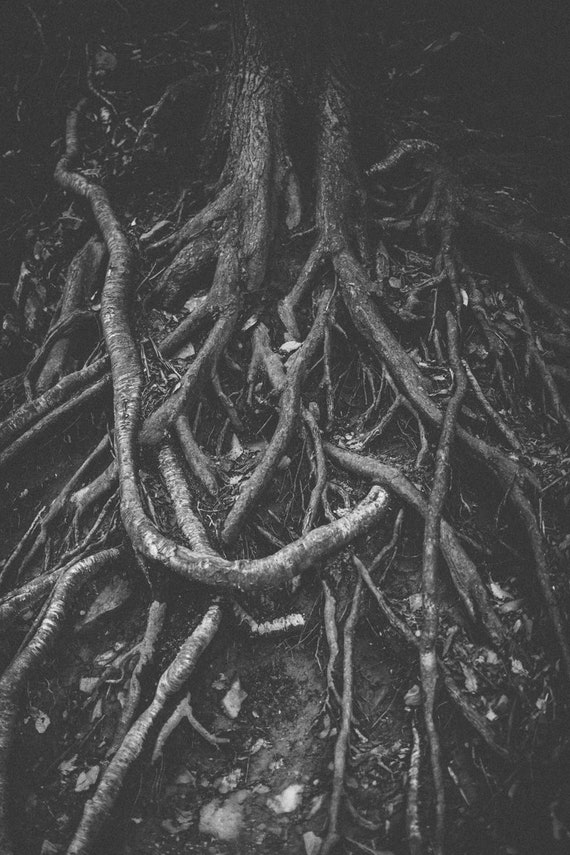 Tree Root Photo Tree Art Roots Wall Art Woodland Art | Etsy