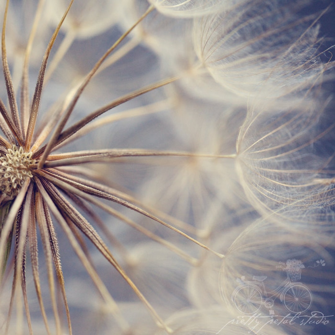 DANDELION I . Flower Wall Art . Dandelion Art Print . Flower Decor ...