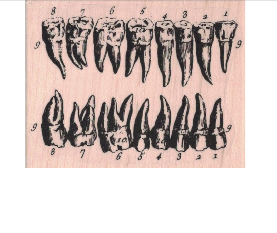 Rubber Stamp Medical Teeth Tooth Diagram 20371 Stamps Stamping - Etsy