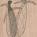 Rubber Stamp Mounted Corn on the Cob Stamp Small Number 13006 Summer ...