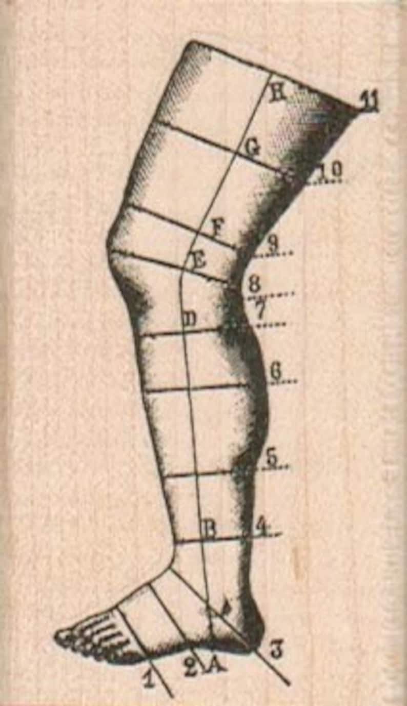 Wood Mounted Rubber Stamp Number Leg Oddity Medical Drawing Anatomie ...
