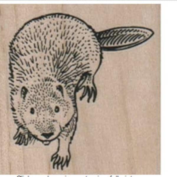Beaver Cards - Etsy