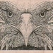 Rubber Stamp Hawk Closeup Wood Mounted Scrapbooking Supplies Number ...