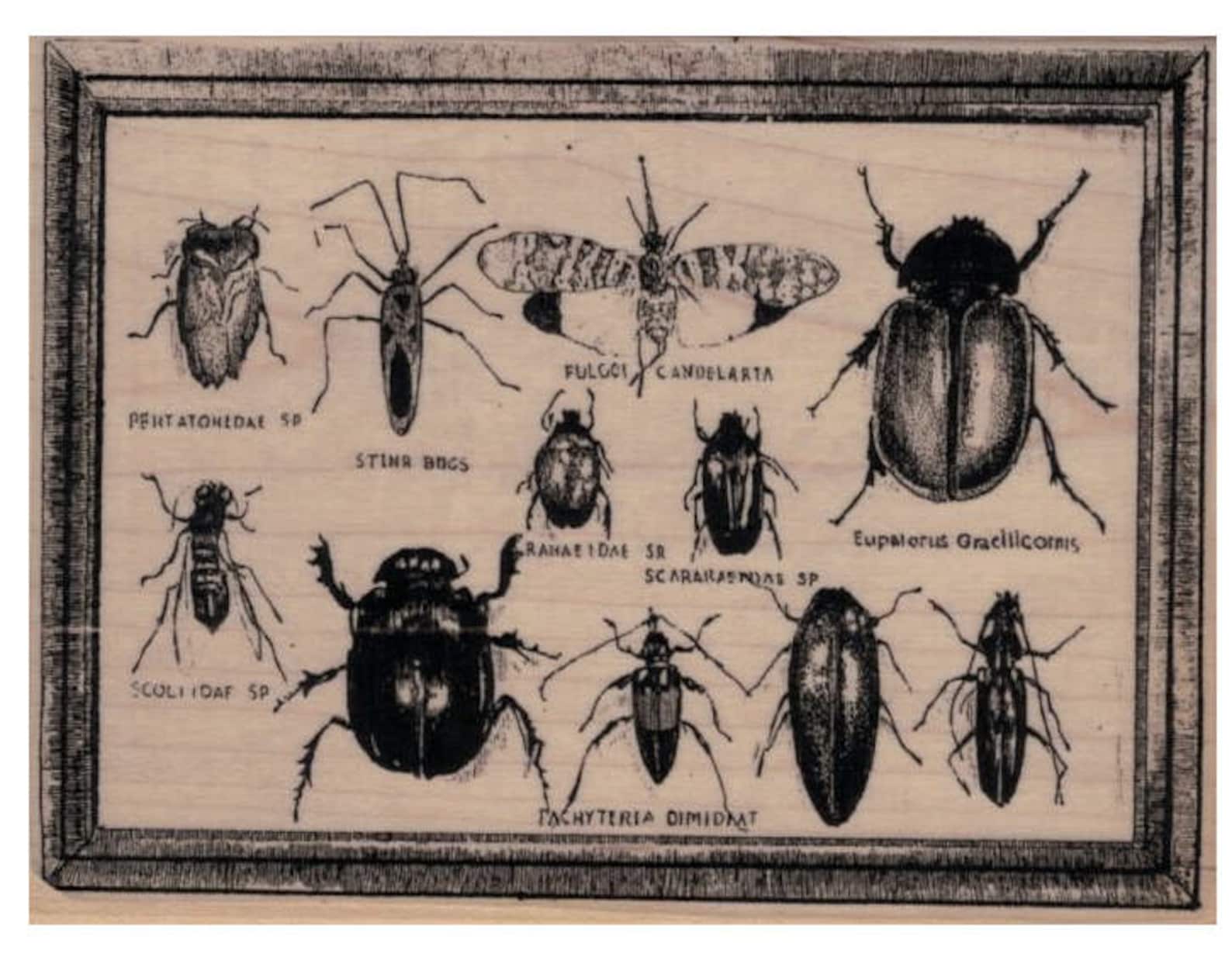Rubber Stamp Bug Specimens Insects Large Background Stamps No20060 ...