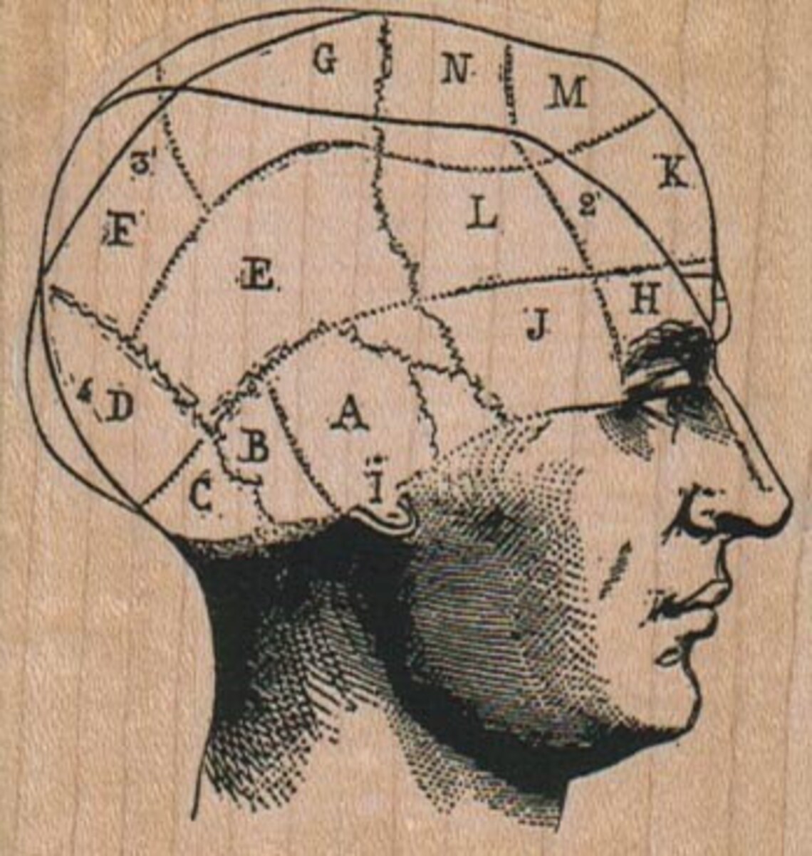 Rubber Stamp Map of the Head Oddity Cling, Unmounted or Wood Mounted ...