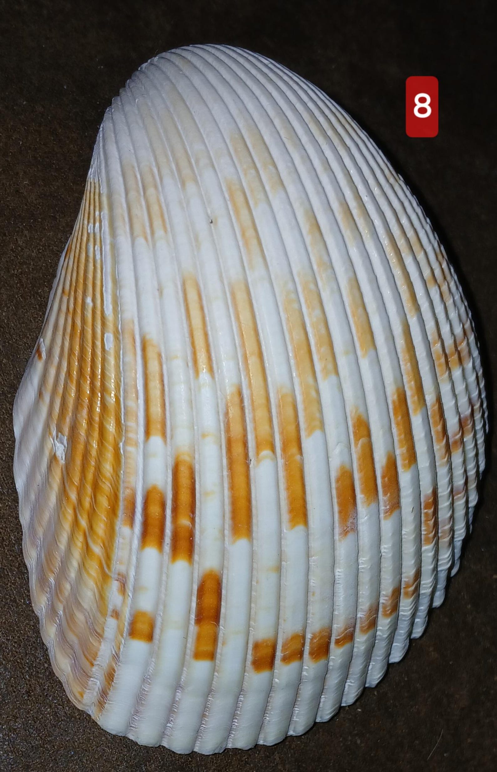 Decoupaged Sanibel Island Cockle Shell, Ring Dish, Trinket Holder ...