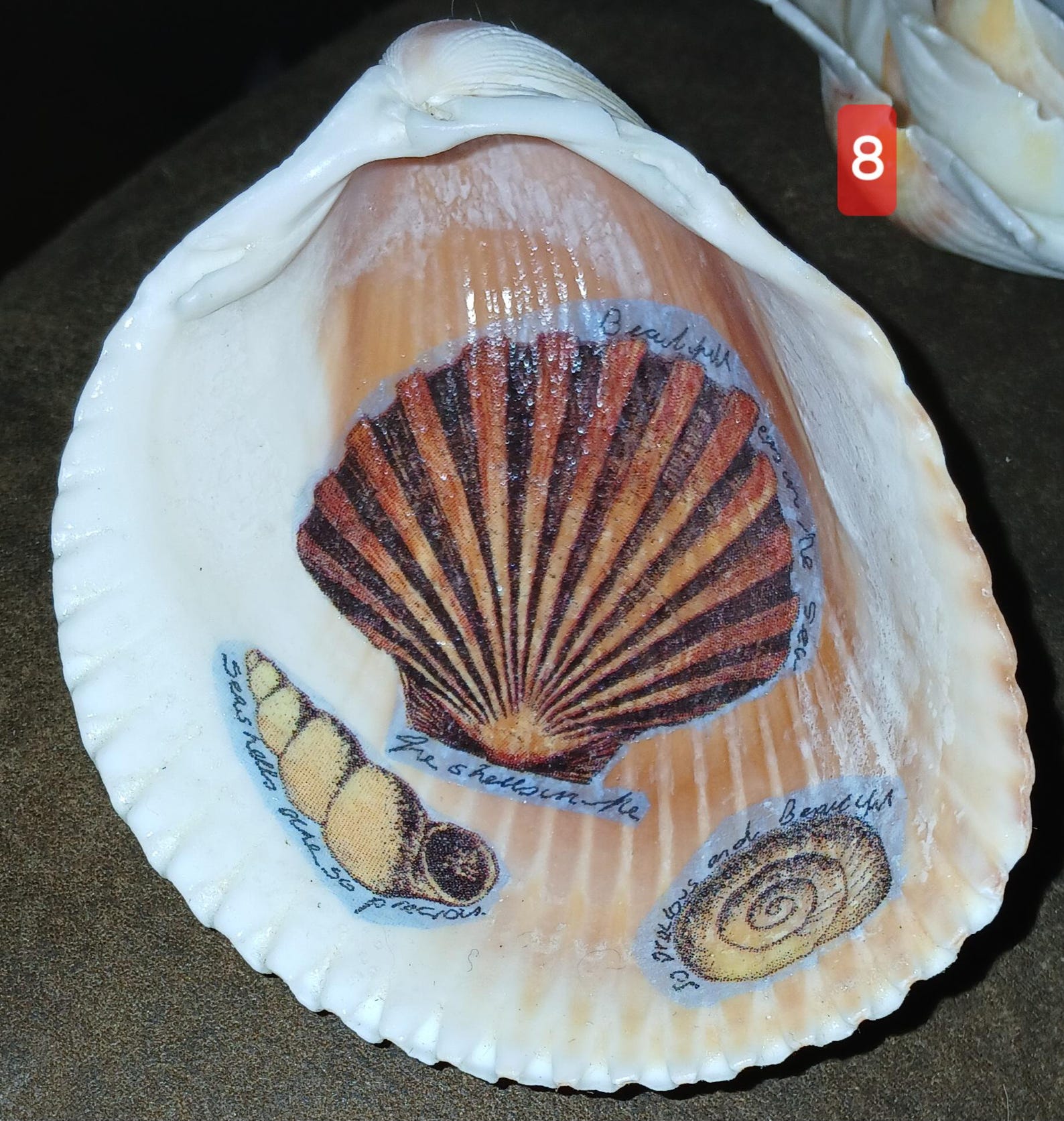 Decoupaged Sanibel Island Cockle Shell, Ring Dish, Trinket Holder ...