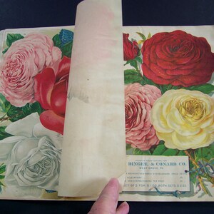 Original 1891 New Guide to Rose Culture CATALOGUE the Dingee & Conard ...