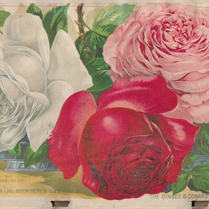 Original 1891 New Guide to Rose Culture CATALOGUE the Dingee & Conard ...
