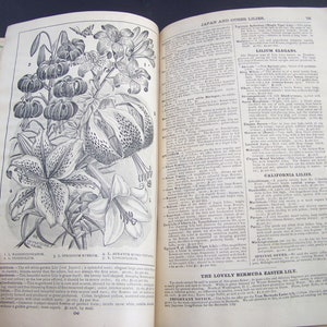 Original 1891 New Guide to Rose Culture CATALOGUE the Dingee & Conard ...