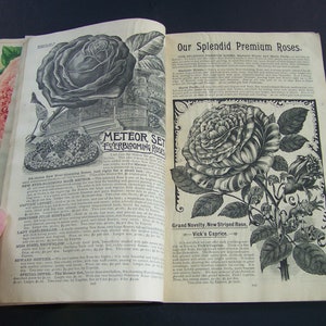 Original 1891 New Guide to Rose Culture CATALOGUE the Dingee & Conard ...