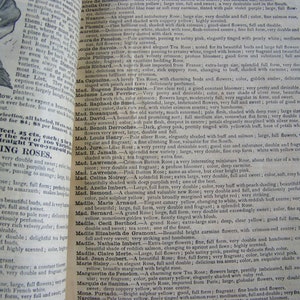 Original 1891 New Guide to Rose Culture CATALOGUE the Dingee & Conard ...