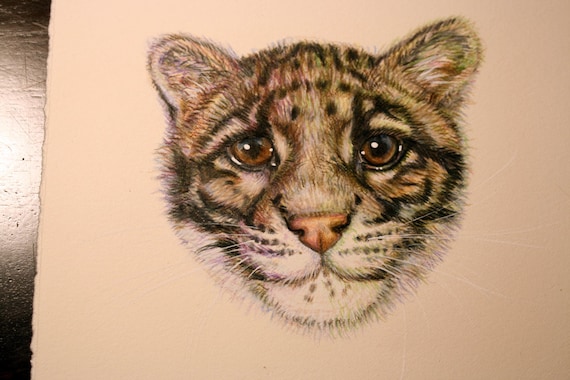 Clouded Leopard Face Drawing