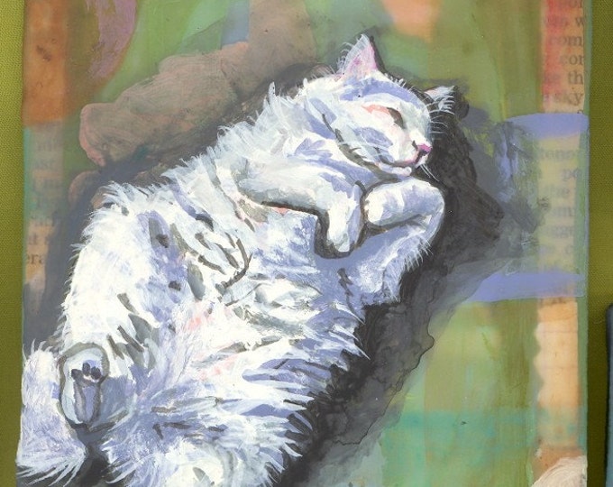 Fluffy Belly Tummy Nipples Nuzzle Cat Stomach Portrait Foreshortened ...