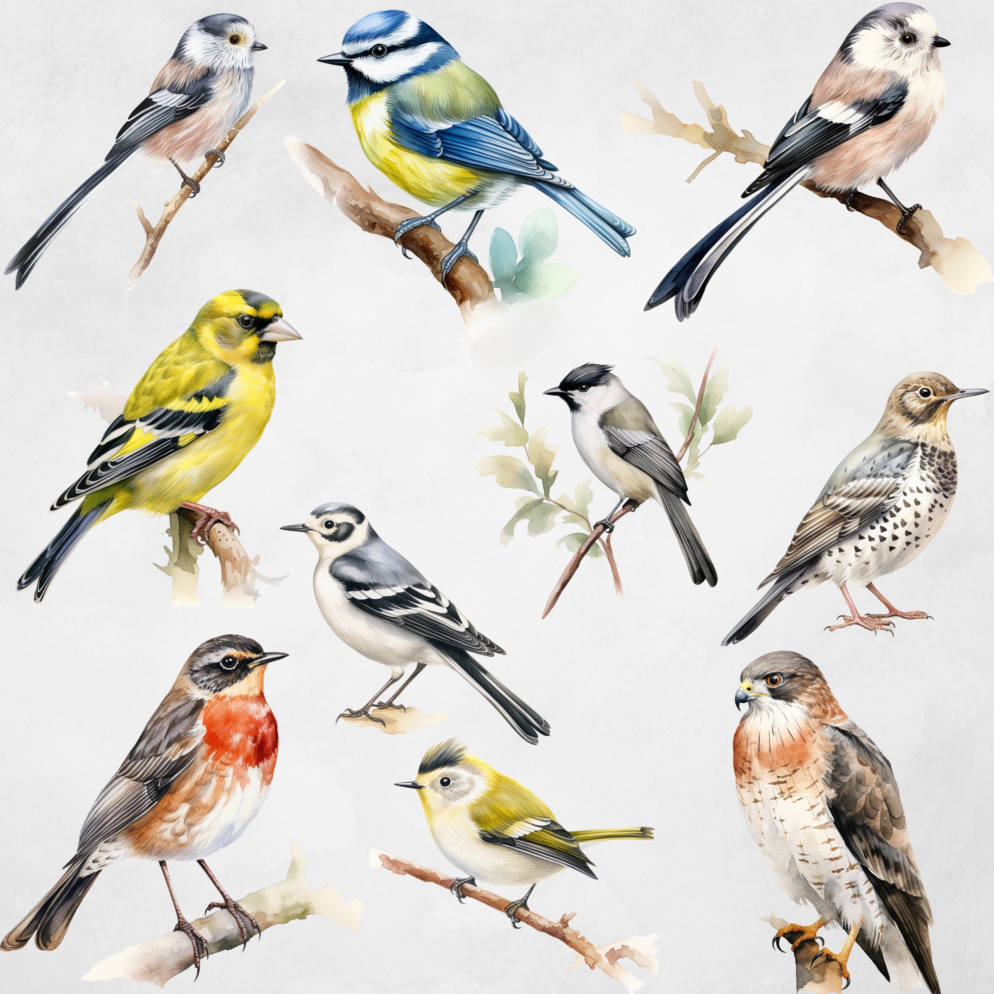 Garden Bird Clipart, Cute Bird Clip Art, Watercolor Nursery Wallart ...