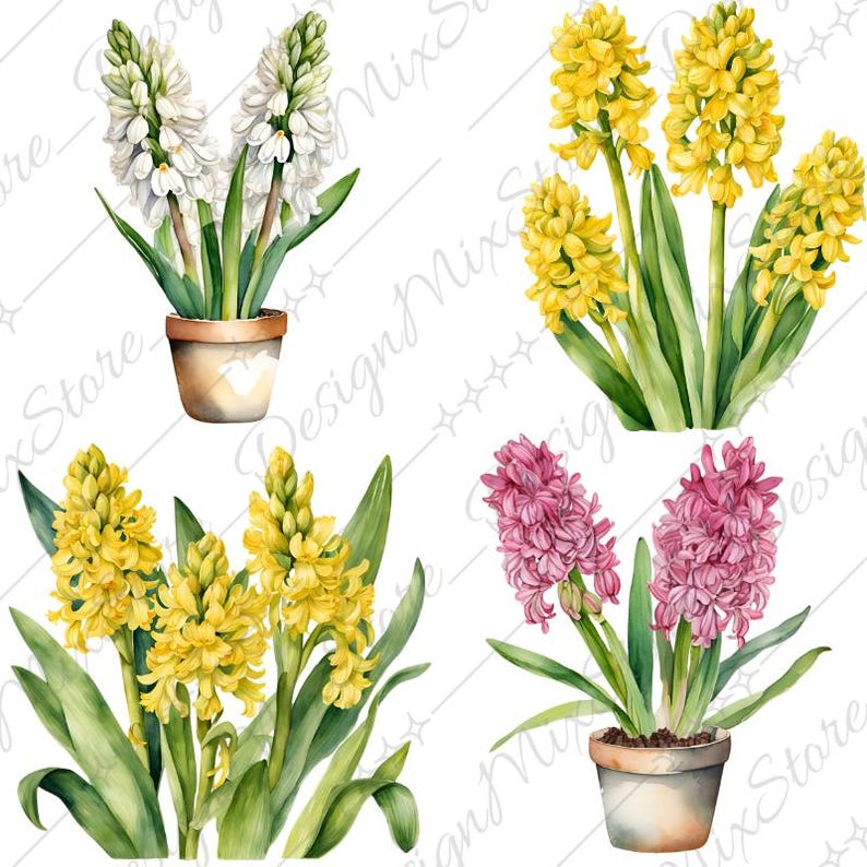 Hyacinth Flower Clipart: Spring Floral PNG Images (digital Download) - Etsy
