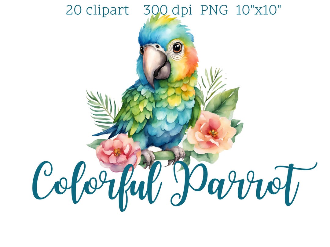 20 Colorful Parrot – PNG | Transparent Background | Perfect for ...