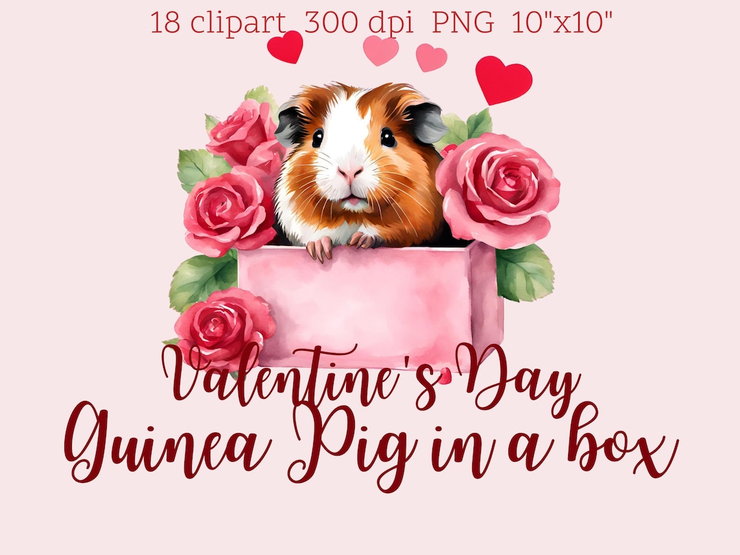 18 Clipart | Valentines Day | Guinea Pig in Box |PGN Transparent ...