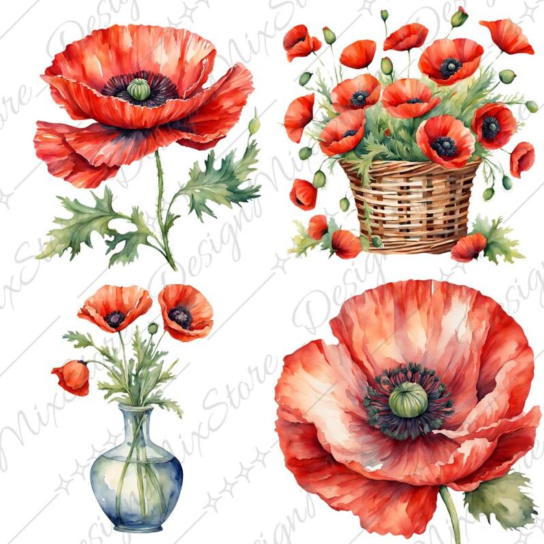 Red Poppy Clipart | 20 PNG Images | Transparent Background | Floral Art ...