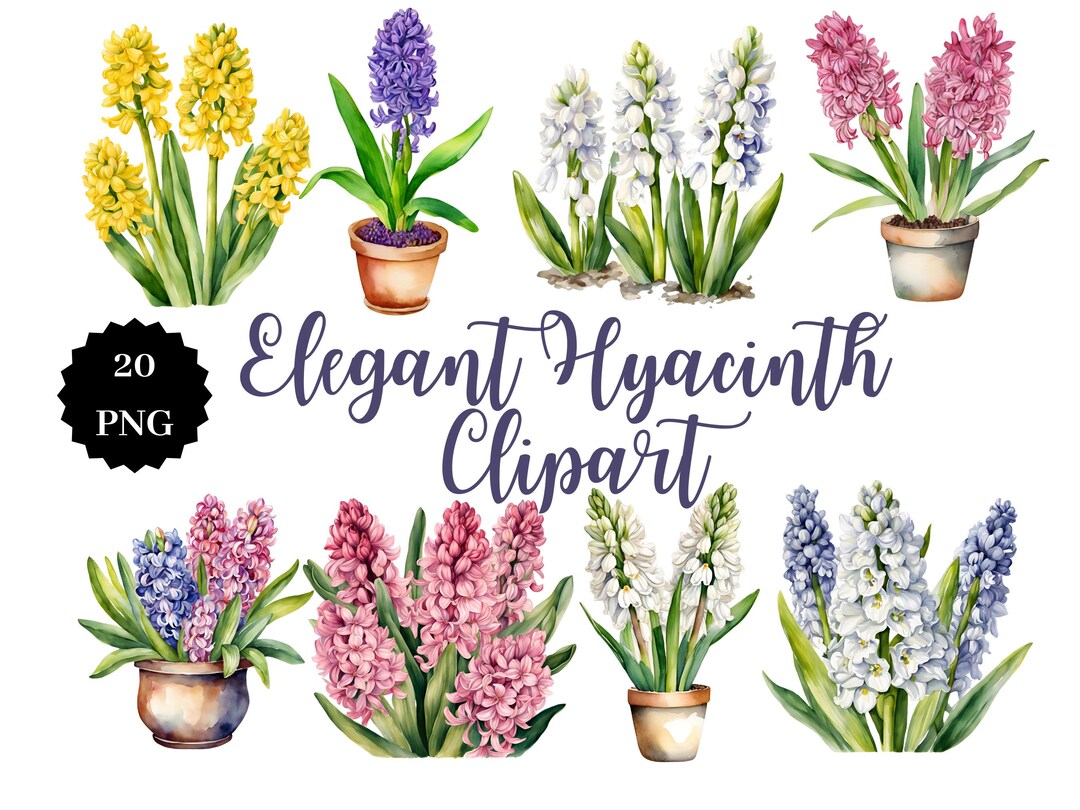 Hyacinth Flower Clipart | 20 PNG Images | Transparent Background ...