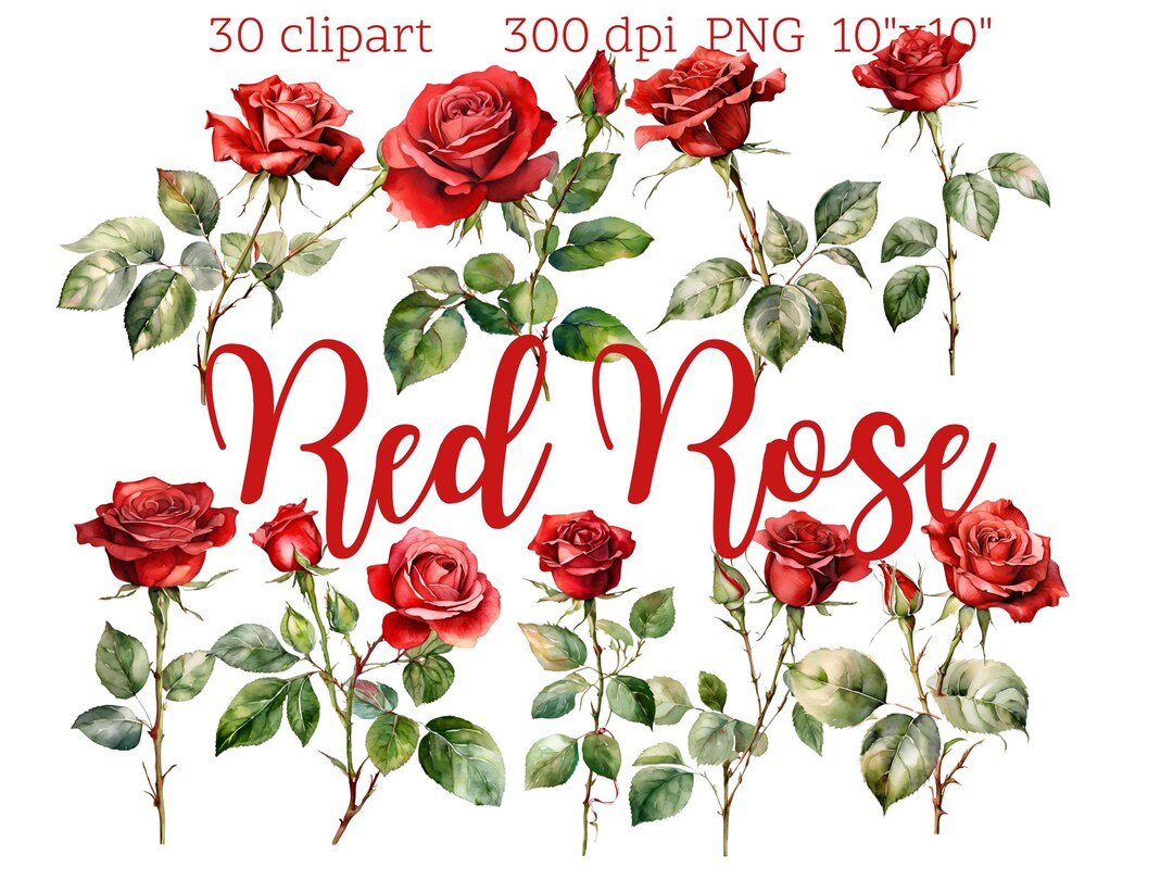 Red Rose Digital Download | 30 PNG Clipart | Transparent Background ...