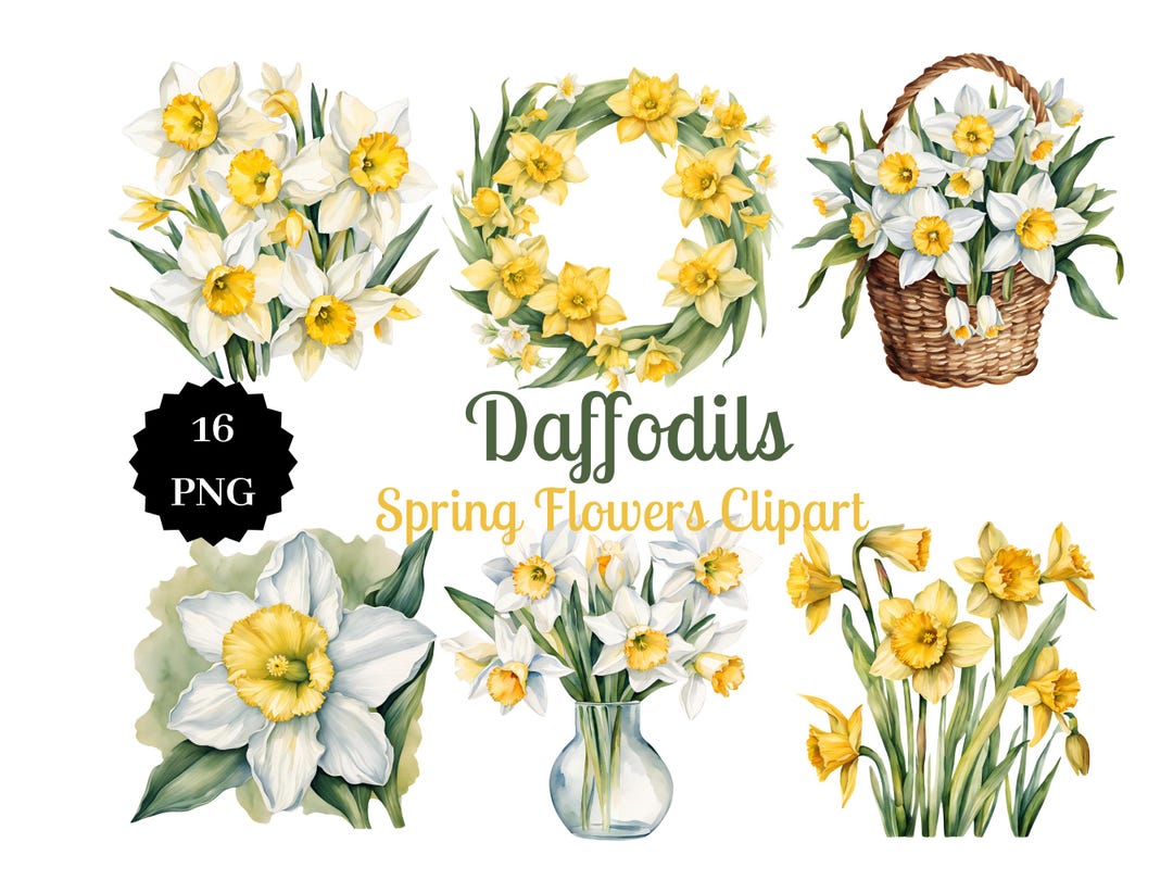 16 PNG Daffodils | Spring Flowers Clipart | Easter Floral Drawing ...