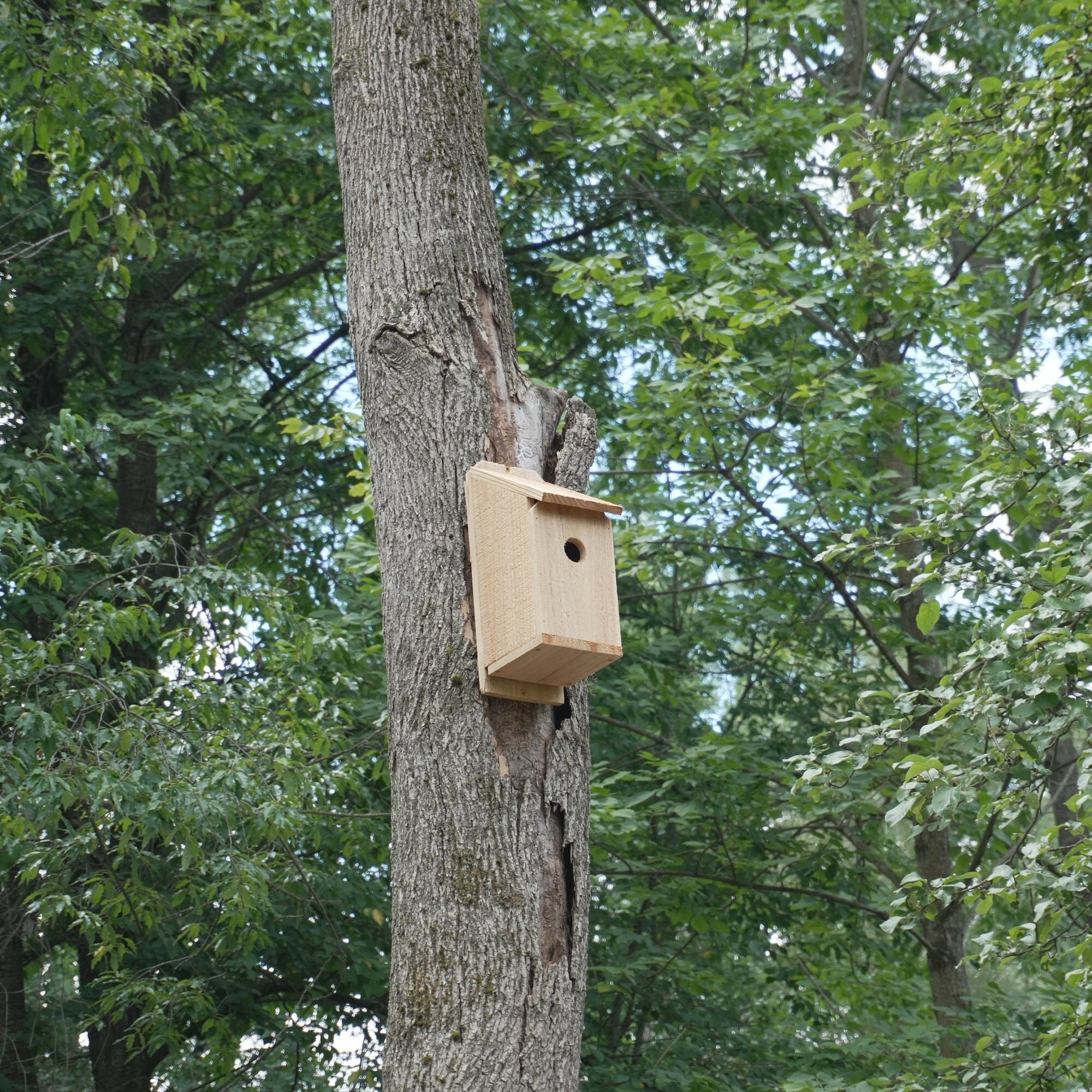 Cedar Bluejay Nesting Box - Etsy