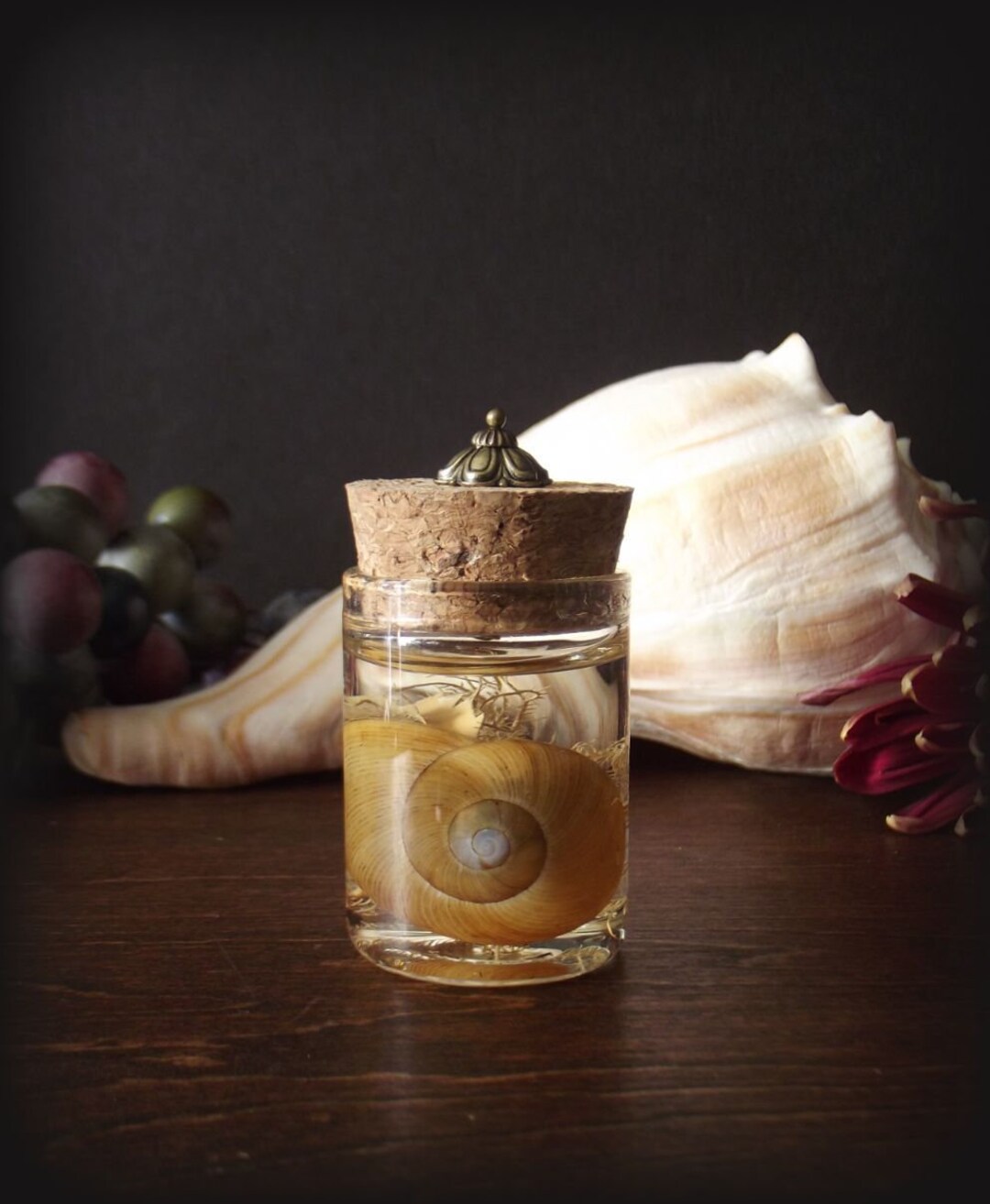 Natural History Display-shell & Lichen - Etsy
