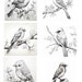 Leather Tooling Patterns - Crafting Creations - Wild Birds - Etsy