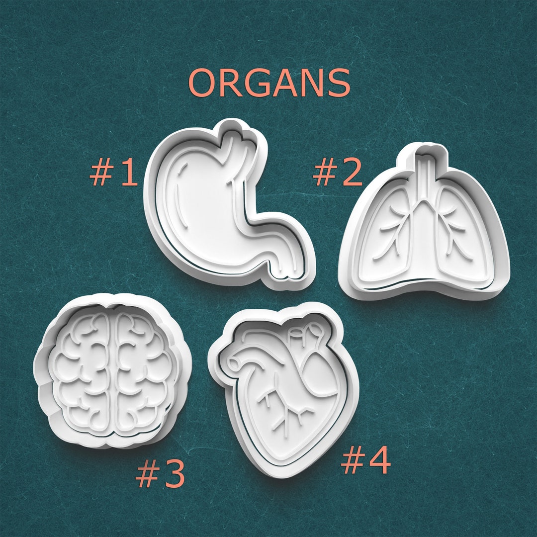 Organ Cookie Cutters ~ Anatomy Clay Cutters ~ Brain Cutter ~ Stomach ...