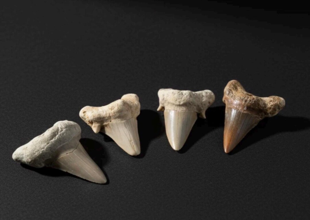 Otodus Shark Teeth Fossil 5-6cm Authentic Rare Prehistoric Morocco ...