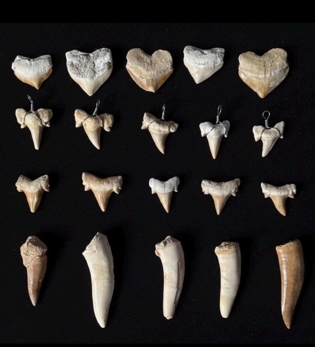 Authentic Shark Teeth Fossil Set: 20pc Unique Moroccan Specimens - Etsy UK