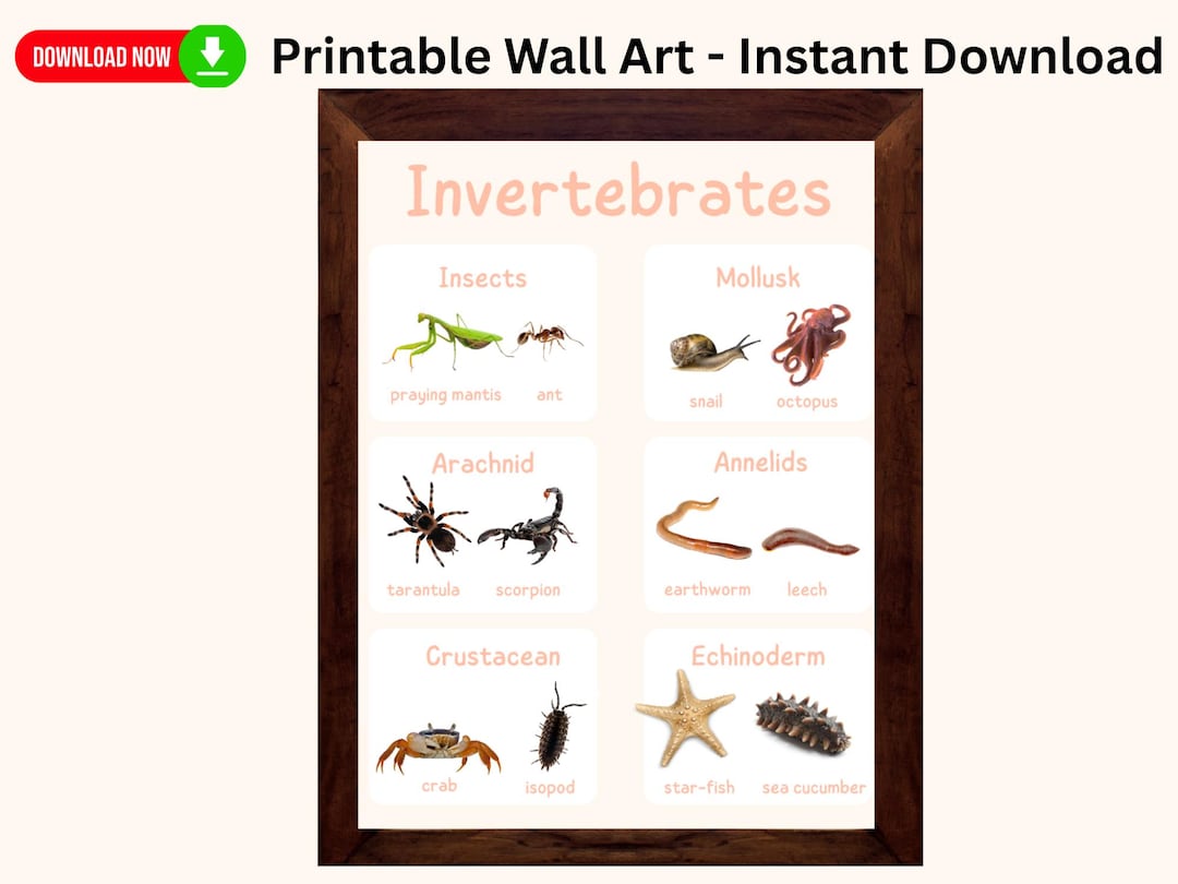 Invertebrates Chart for Kids | Animal Classification Science Poster ...