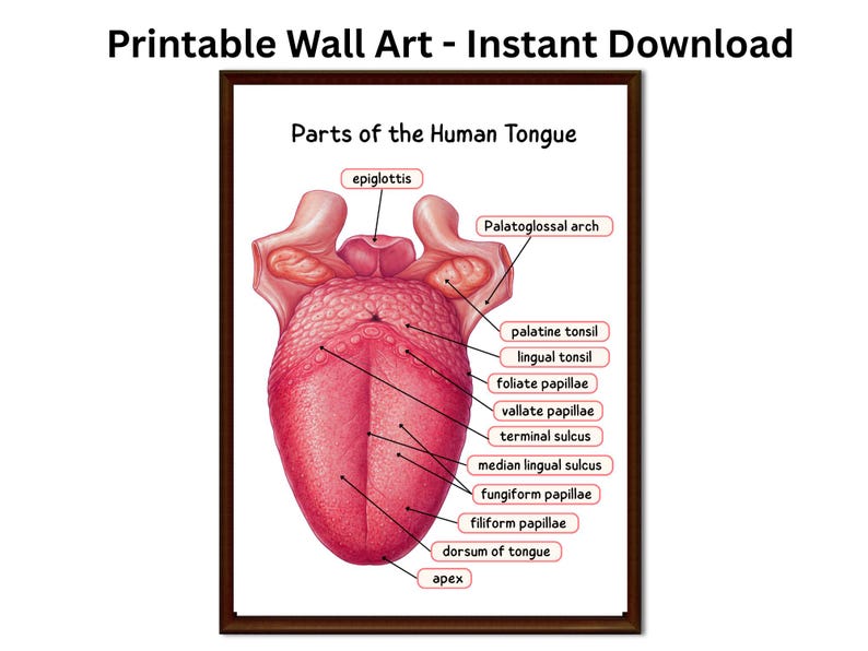How the Tongue Works – Tongue Anatomy Diagram for Kids and Students ...