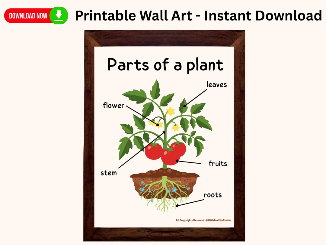 Parts of a Plant Chart for Kids , Plant Anatomy Poster, Homeschool ...