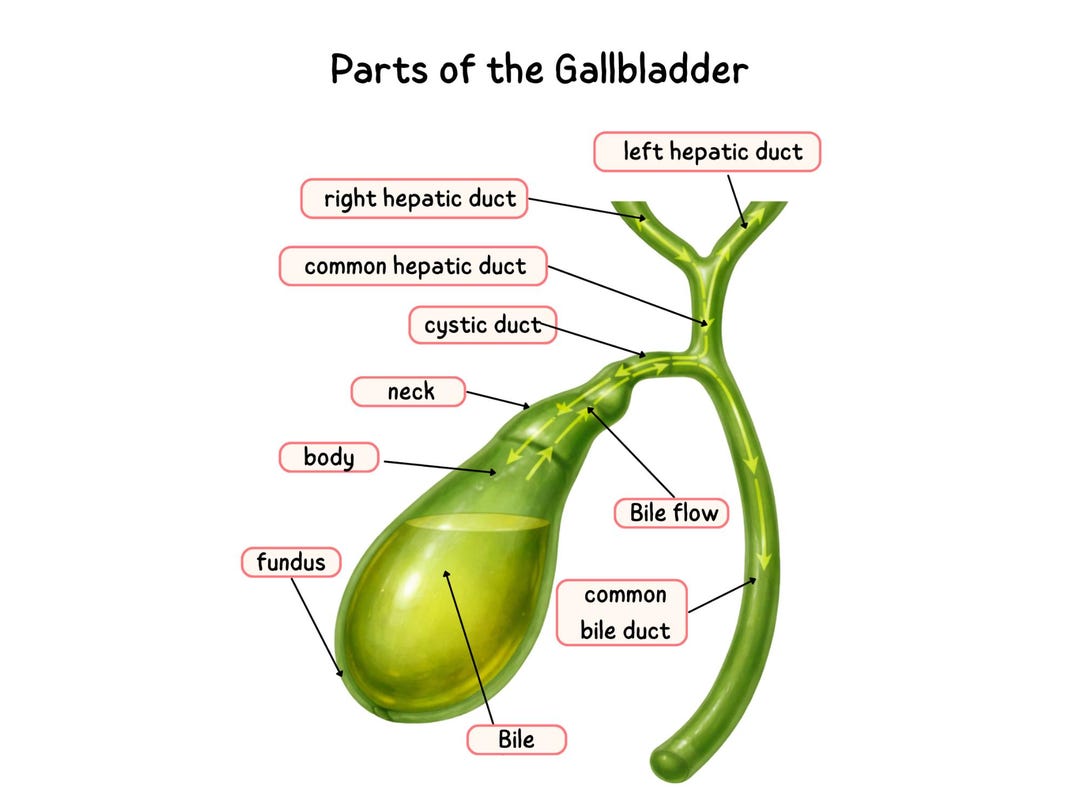 Parts of the Gallbladder – Anatomy Diagram With Detailed Explanation - Etsy