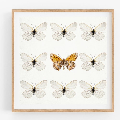 BUTTERFLY PRINT Botanical Art Print NOD470 Beautiful Orange | Etsy