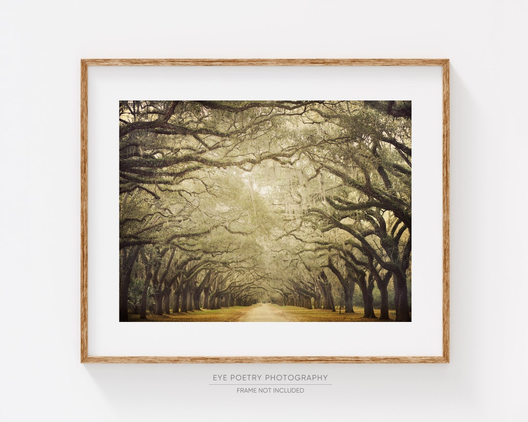 Landscape Photography, Rustic Decor, Tree Wall Art Print, Fall Decor ...