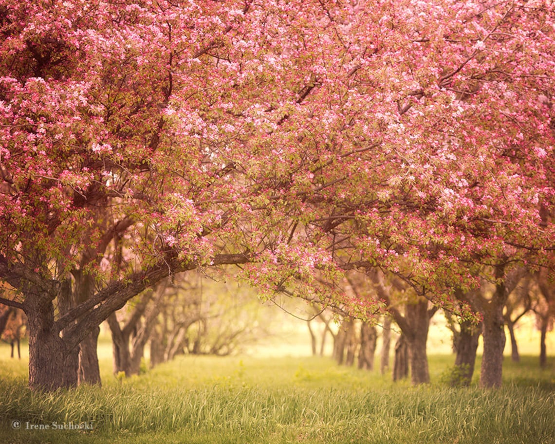 Forest Print Nursery Pink Tree Print Baby Girl Nursery Art - Etsy