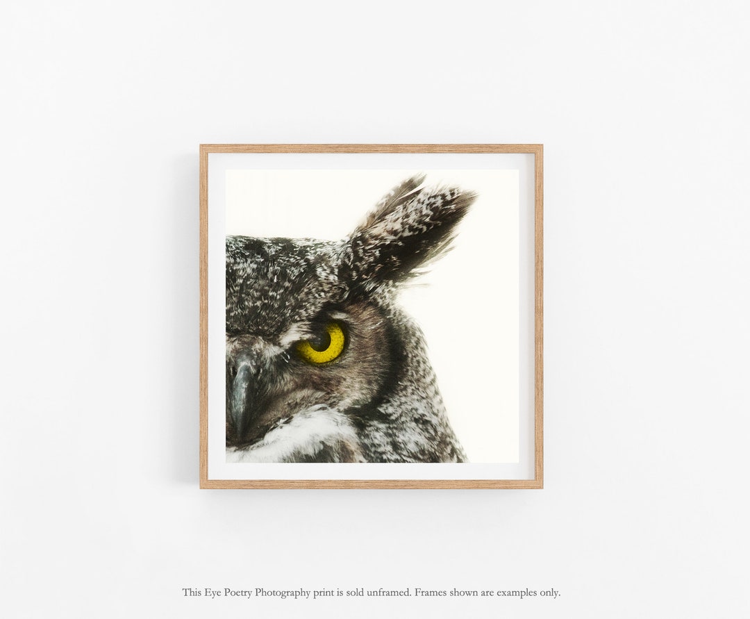 Horned Owl, Owl Print, Nature Photography, Bird Wall Art, Minimalist ...