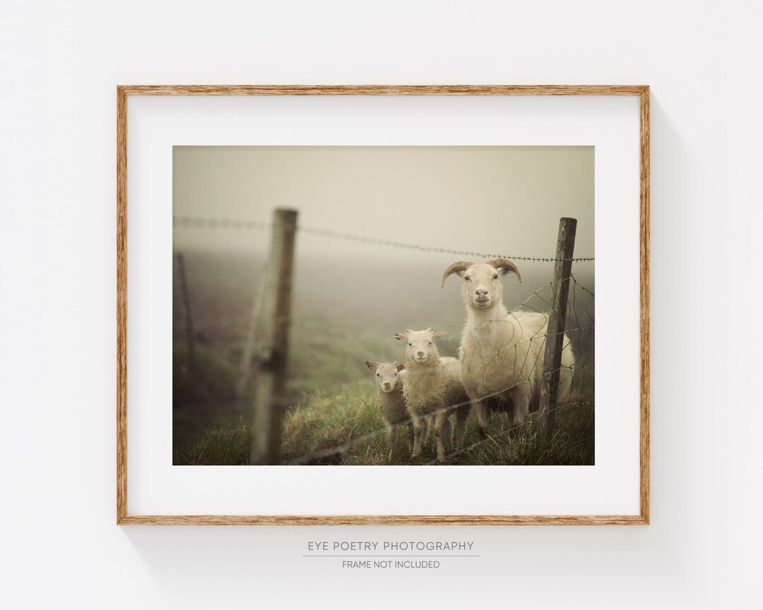 Sheep Print, Rustic Nature Photography Print, Rustic Decor, Farmhouse ...