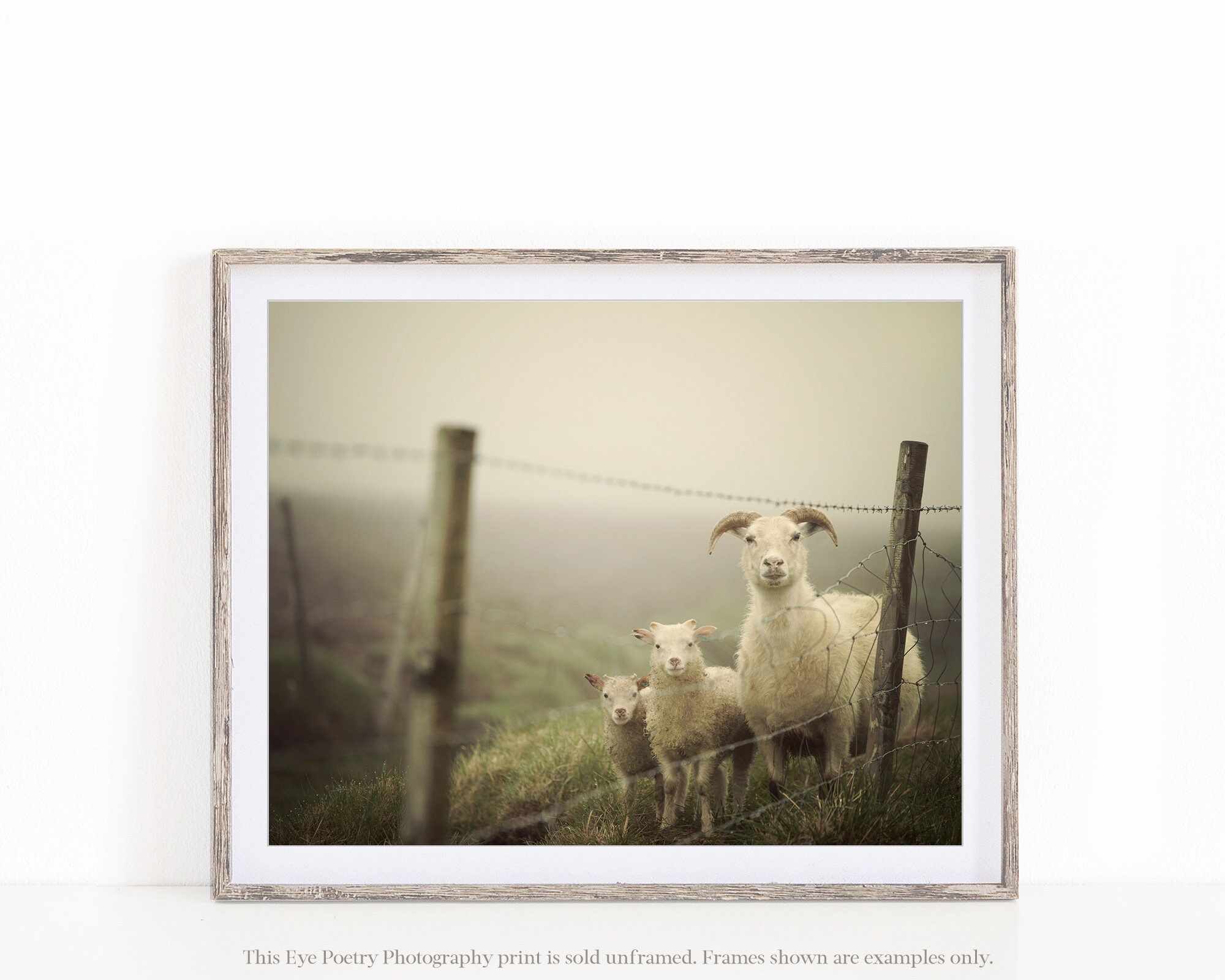 Sheep Print Rustic Nature Photography Print Rustic Decor | Etsy